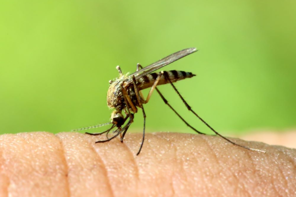 Le moustique anophèle tout savoir sur ce moustique