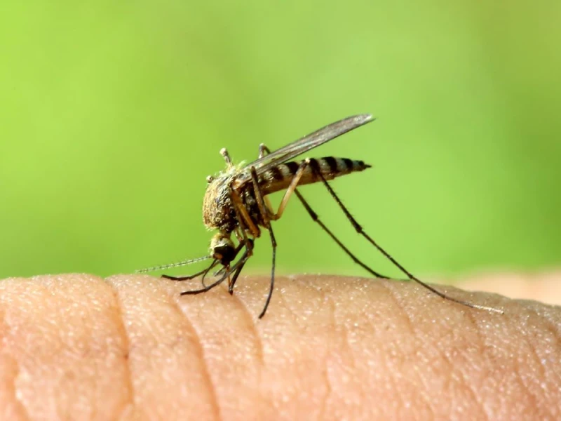 Le moustique anophèle tout savoir sur ce moustique